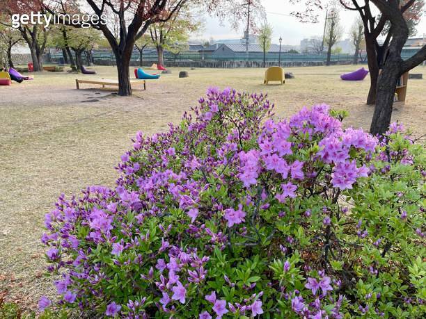 Royal Azaleas Blooming 이미지 (2148328121) - 게티이미지뱅크