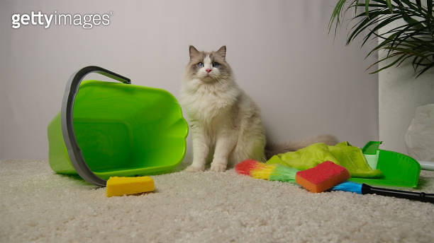 Household bucket, cleaning sponges, white cat. 이미지 (2040689291) - 게티이미지뱅크