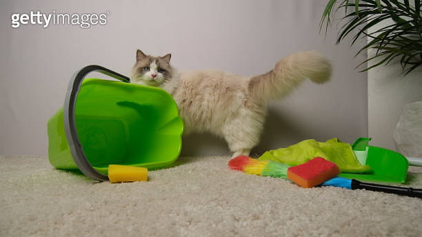 Household bucket, cleaning sponges, white cat. 이미지 (2040689292) - 게티이미지뱅크
