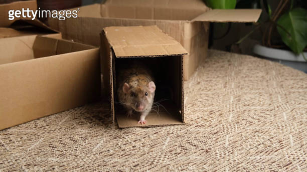 Gray rat in a box on the table. (1962401885) - 게티이미지뱅크