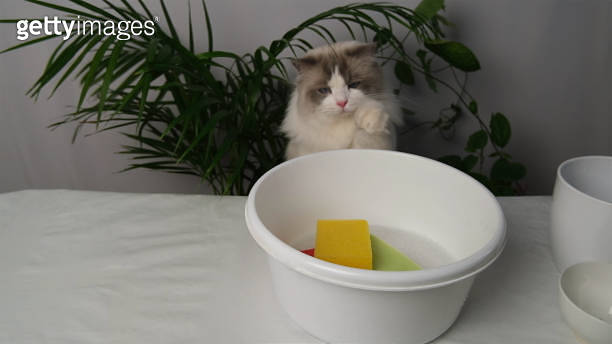 White household basin, sponges for washing and a cat. 이미지 (2039621893 ...