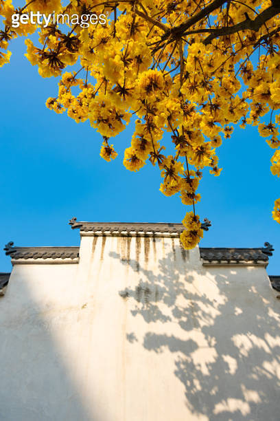 blooming Guayacan or Handroanthus chrysanthus or Golden Bell Tree in ...