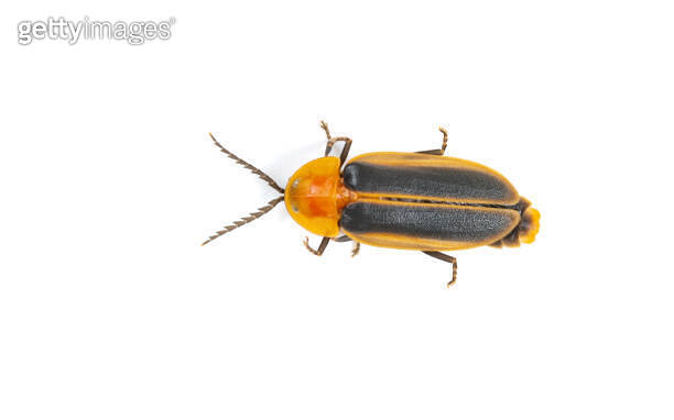 top view firefly on a white background 이미지 (2149237323) - 게티이미지뱅크
