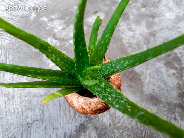 Aloe vera grown in coconut shells (Aloe vera) is a species of plant ...