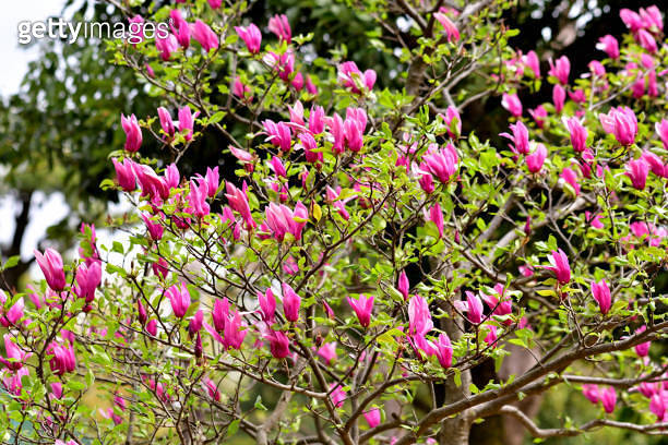 Magnolia liliiflora / Lily Magnolia: Ornamental, Multi-stemmed ...