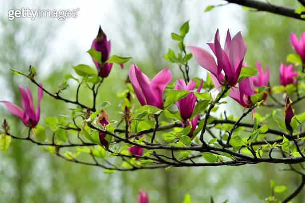 Magnolia liliiflora / Lily Magnolia: Ornamental, Multi-stemmed ...