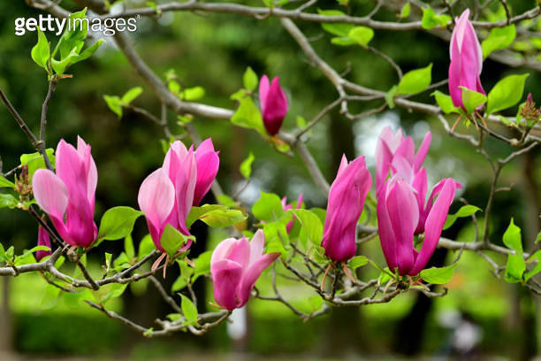 Magnolia liliiflora / Lily Magnolia: Ornamental, Multi-stemmed ...