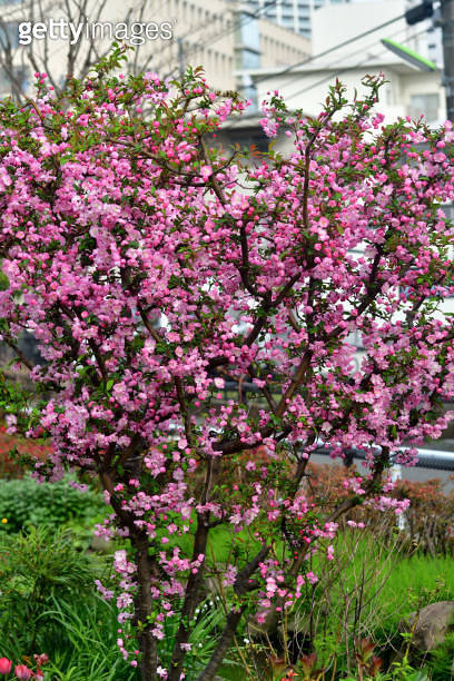Malus halliana / Hall's Crabapple: Cold-resistant, Deciduous, Broad ...