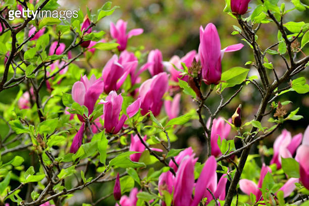 Magnolia liliiflora / Lily Magnolia: Ornamental, Multi-stemmed ...