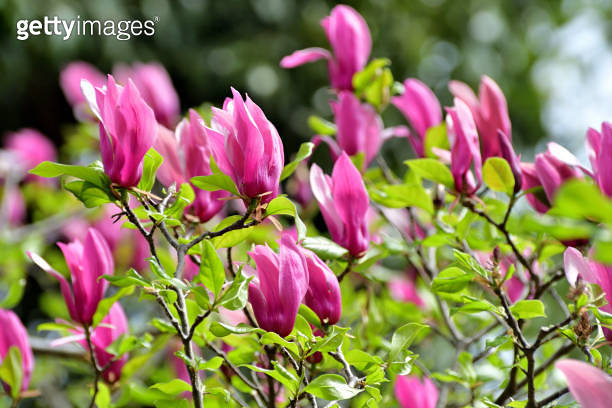 Magnolia liliiflora / Lily Magnolia: Ornamental, Multi-stemmed ...