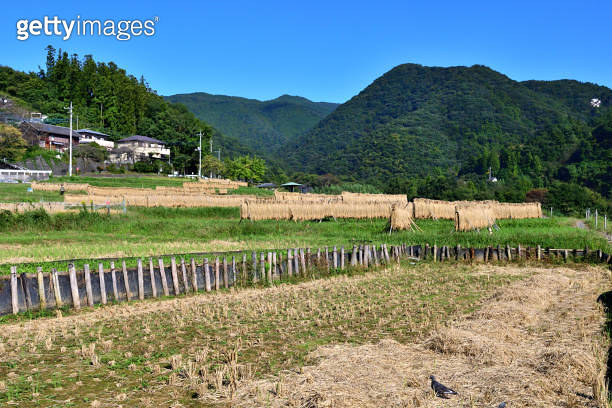 Terasaka Rice Terrace: Japan's Rural Landscape in Autumn, Chichibu ...