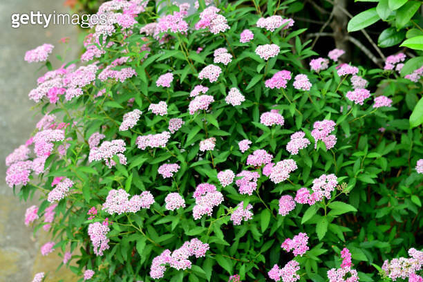 Spiraea japonica/ Japanese spirea/ Japanese meadowsweet: Deciduous ...