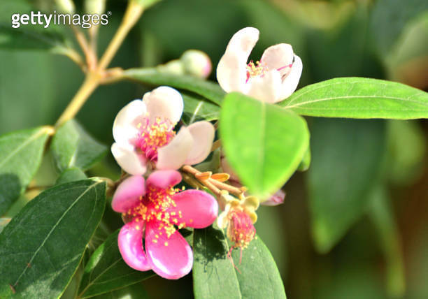 Rhodomyrtus Tomentosa / Rose Myrtle: Evergreen Perennial Shrub in ...