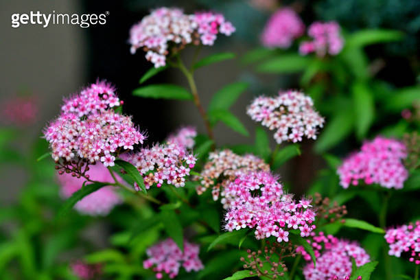 Spiraea japonica/ Japanese spirea/ Japanese meadowsweet: Deciduous ...
