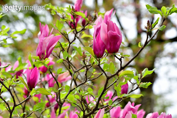 Magnolia liliiflora / Lily Magnolia: Ornamental, Multi-stemmed ...