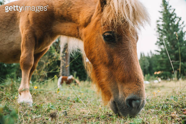 Red pony close-up eats grass in a pasture.Pony farm in Lungau, Austria ...