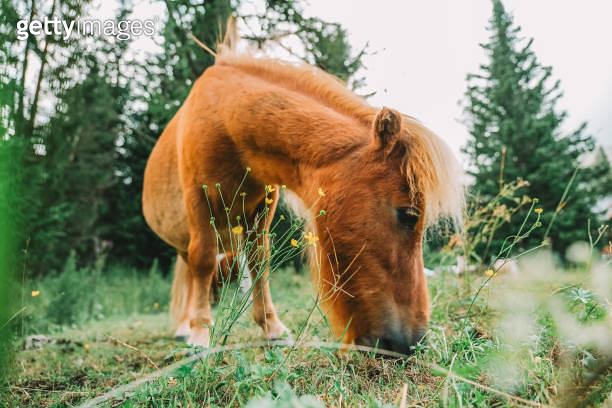Pony grazing in the paddock.Little cute red horses. Farm animals. Red ...
