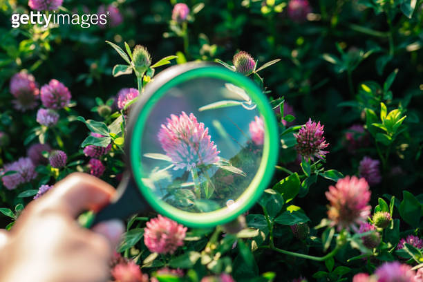 Clover flowers under a magnifying glass .Red clover flower in the rays ...