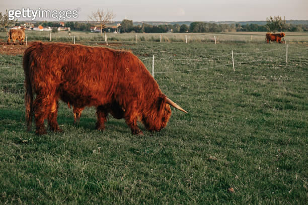 Big horned hairy red cows on a meadow chews grass.Farming and cow ...