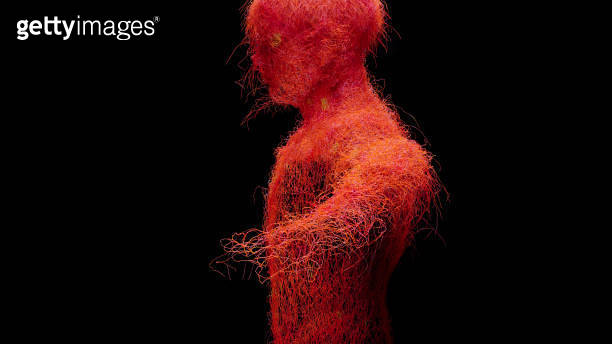 Human arterial and venous circulatory system, Medically accurate ...