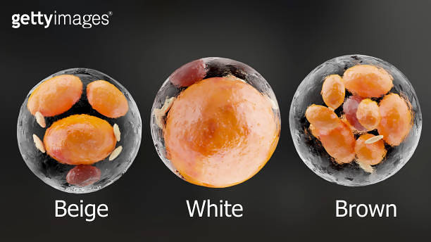 brown, beige and white fat cells, adipocyte and lipocyte, cholesterol ...
