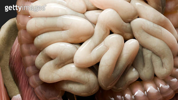 digestive system anatomy, Realistic large and small intestine, Human ...