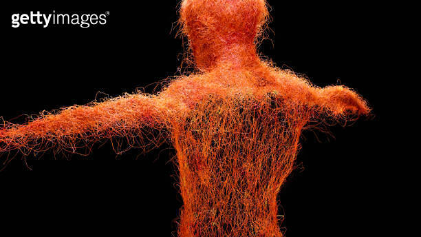 Human arterial and venous circulatory system, Medically accurate ...