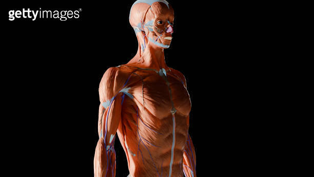 Human anatomy, muscles, organs, bones. Creative color palettes ...