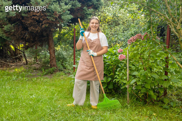 Raking leaves. Female is raking leaves with a rake. Picture of woman ...