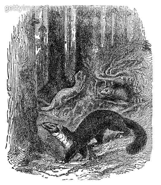 Stoat Ermine (Mustela Erminea) and Sable Marten (Martes Zibellina) of ...