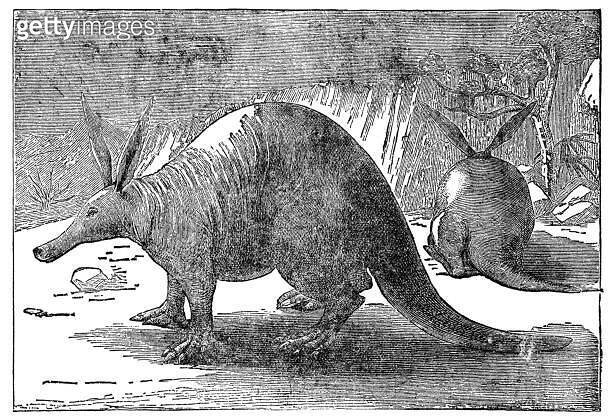 Aardvarks (Orycteropus Afer) - 19th Century 이미지 (1988220856) - 게티이미지뱅크