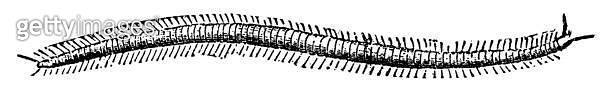 Electric Soil Centipede (Geophilus Electricus) - 19th Century 이미지 ...