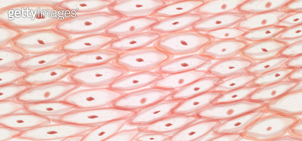 Epithelial tissue, Skin tissue cells, layers of skin. 이미지 (2158229560 ...
