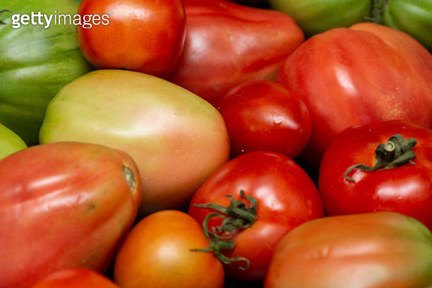 Tomatoes, of varying degrees of maturity, harvested 이미지 (2102312619 ...