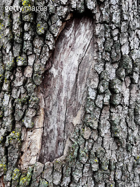 Old Tree Trunk Missing Bark 이미지 (2073413458) - 게티이미지뱅크