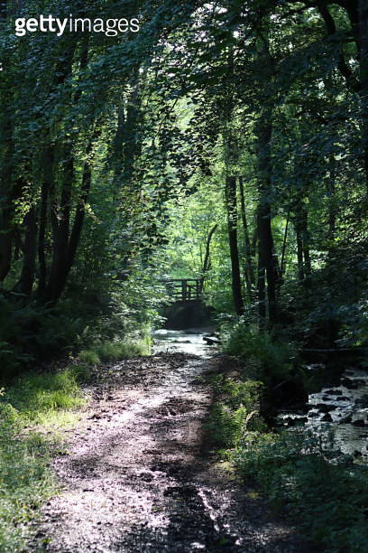 Woodland path leading to a bridge over a stream in summer 이미지 ...