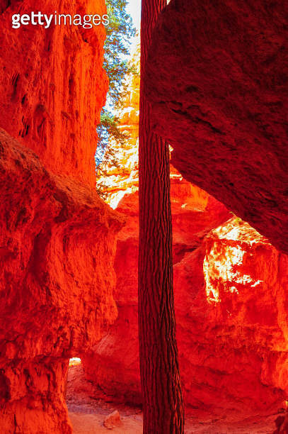 The trunk of a Douglas fir tree deep in the Navajo Loop trail 이미지 ...