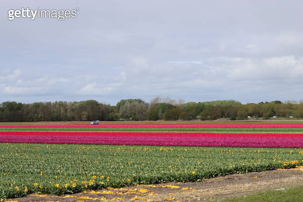 Rows of multi coloured tulips growing in bulb fields in The Netherlands ...