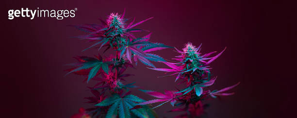 Cannabis plants with flowering buds in colored neon purple led light ...