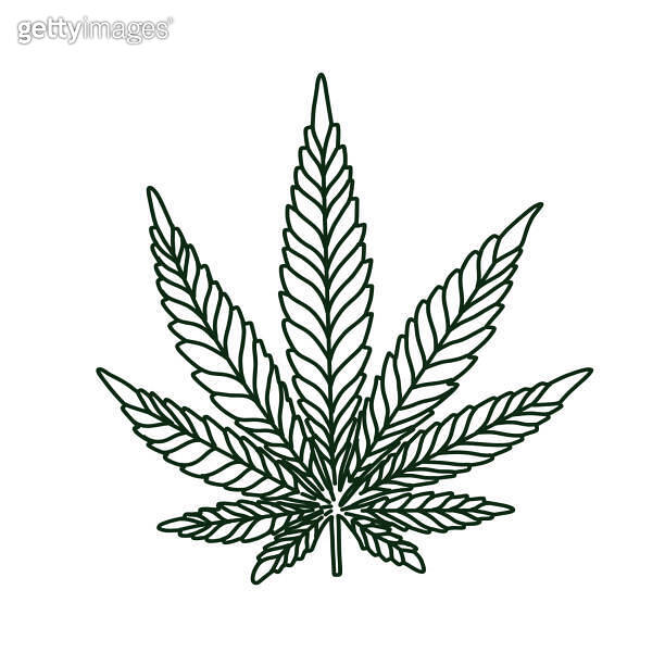 Cannabis marijuana leaf vector illustration in doodle outline hand ...