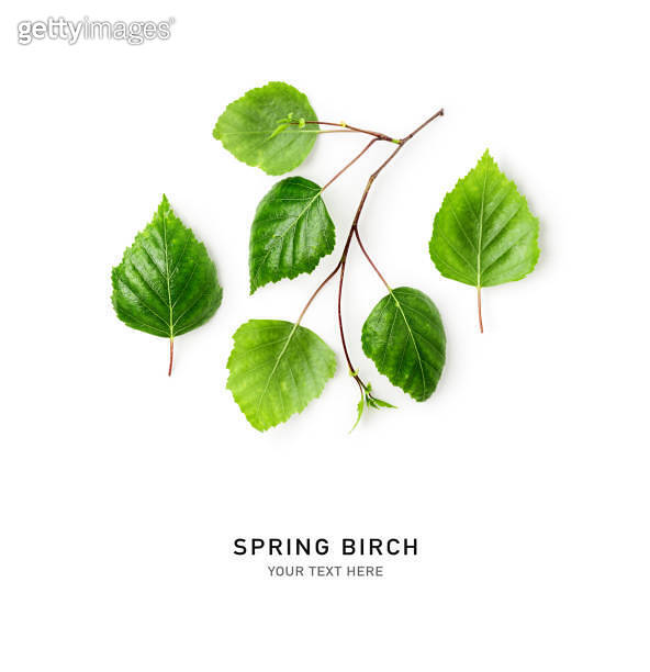 Spring birch tree branch green leaves isolated on white background 이미지 ...