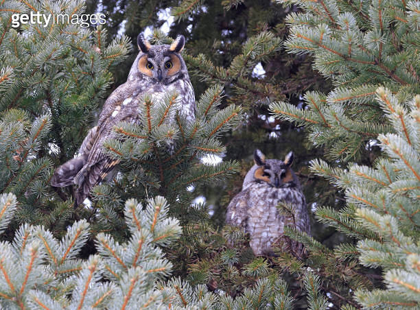 Long-eared owls in a fir tree surrounded by branches in the forest 이미지 ...