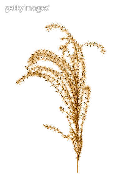 Miscanthus sinensis, or Chinese reed grass 이미지 (1910914812) - 게티이미지뱅크