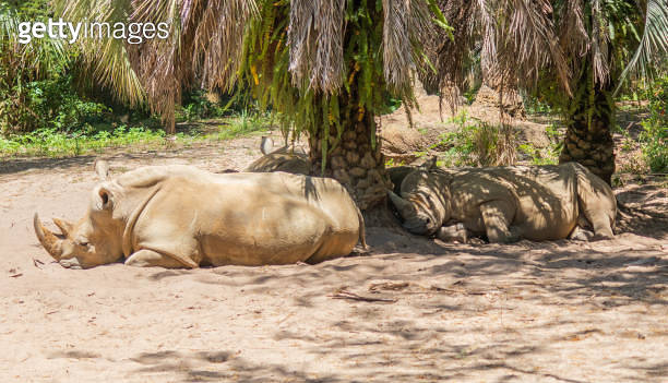 Group of White Rhinoceros sleeping under palm trees in sand 이미지 ...