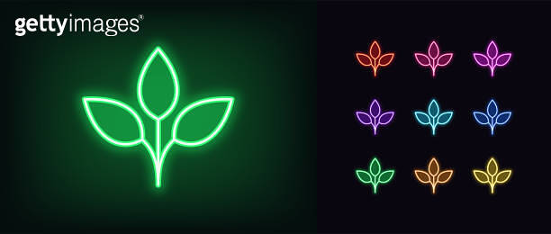 Outline neon plant leaf icon set. Glowing neon nature plant sign with ...