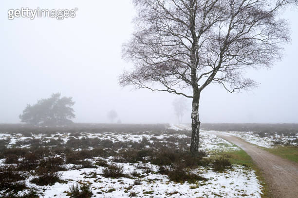 Birch tree on a foggy moor during a cold winter morning 이미지 (1952126089 ...