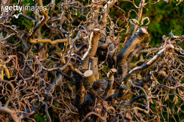 Twisted hazel tree in the middle of winter without foliage with wavy ...