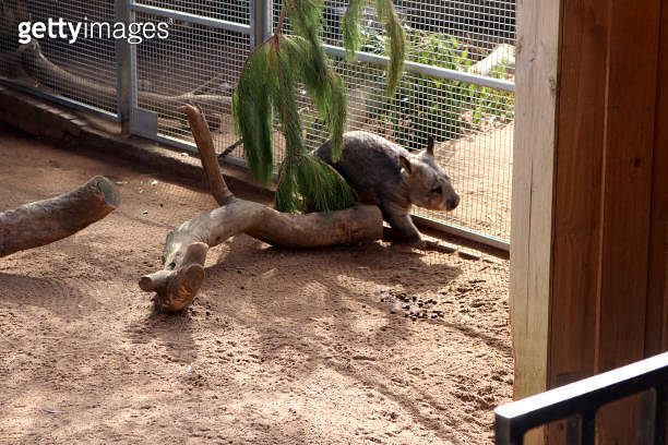 Southern hairy-nosed wombat (Lasiorhinus latifrons) loitering in a zoo ...