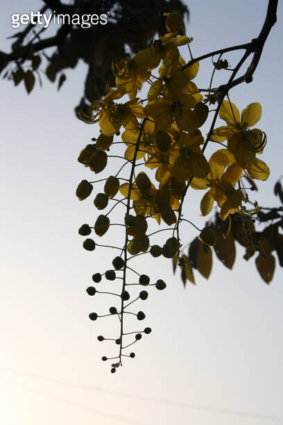 Indian laburnum (Cassia fistula) blooming with golden flowers : (pix Sanjiv Shukla) 이미지 ...