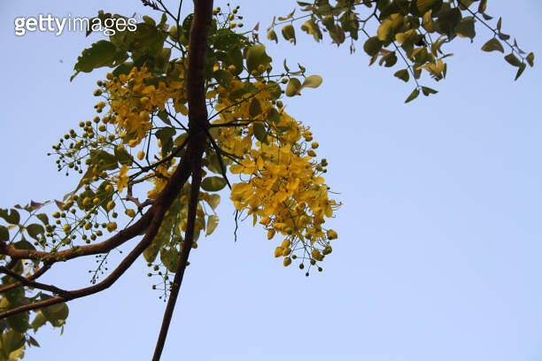 Indian laburnum (Cassia fistula) blooming with golden flowers : (pix Sanjiv Shukla) 이미지 ...